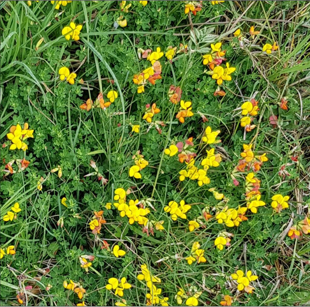 iabhainn - Cor Cordium - Pheek's Mixdown and Mastering